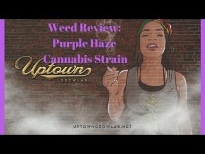 Weed Review: Purple Haze Cannabis Strain Review – Cannabis Examiners